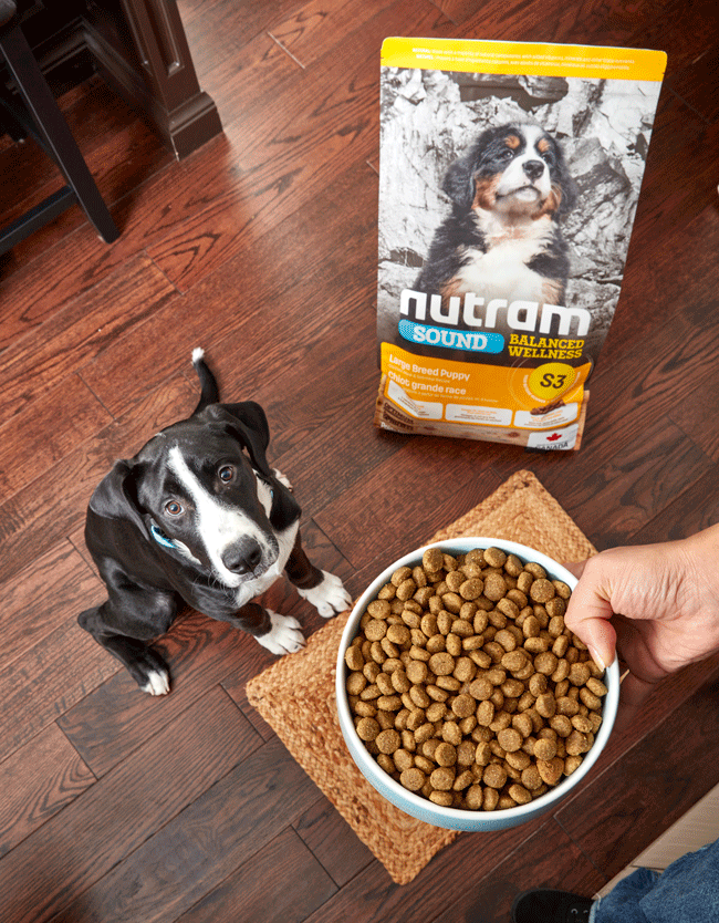 All Dogs – Nutram