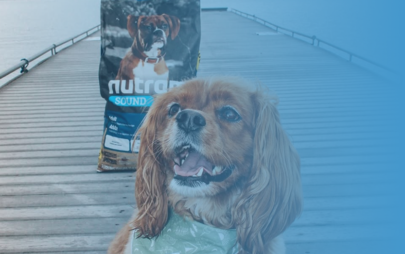 Dry Food – Nutram